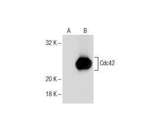 Cdc42 Antibody (B-8) - Western Blotting - Image 154244