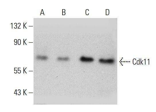 Cdk11抗体 (8B6) | SCBT - Santa Cruz Biotechnology