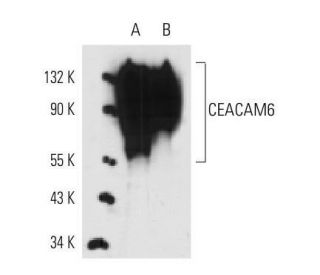 CEACAM6 Antibody (9A6) | SCBT - Santa Cruz Biotechnology