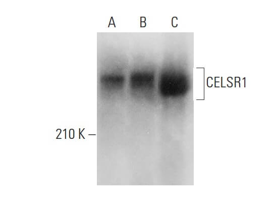 Anti-CELSR1 Antibody (E-3) | SCBT - Santa Cruz Biotechnology
