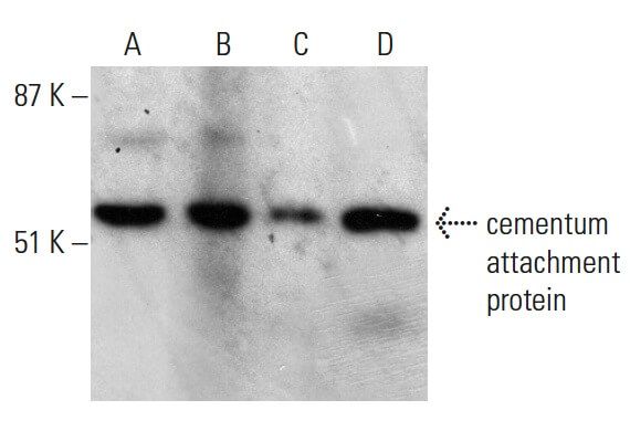 cementum attachment protein Antibody (3G9) | SCBT - Santa Cruz ...