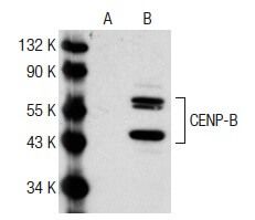 CENP-B Antibody (C-5) | SCBT - Santa Cruz Biotechnology