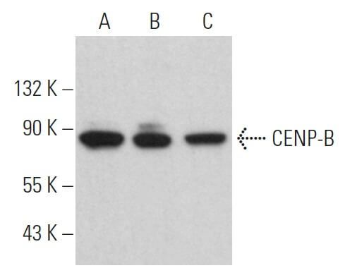 CENP-B Antibody (F-4) | SCBT - Santa Cruz Biotechnology