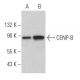 CENP-B Antibody (F-4) | SCBT - Santa Cruz Biotechnology