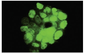 Anti-CENP-R Antibody (G-78) | SCBT - Santa Cruz Biotechnology