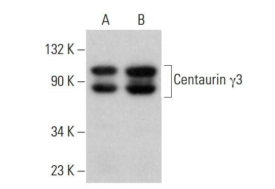 Centaurin γ3 Antibody (A-10) | SCBT - Santa Cruz Biotechnology