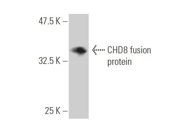 Anti-Centrin-1 Antibody (2A6) | SCBT - Santa Cruz Biotechnology