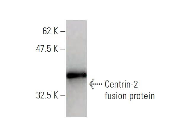 Centrin-2 Antibody (3F8) | SCBT - Santa Cruz Biotechnology
