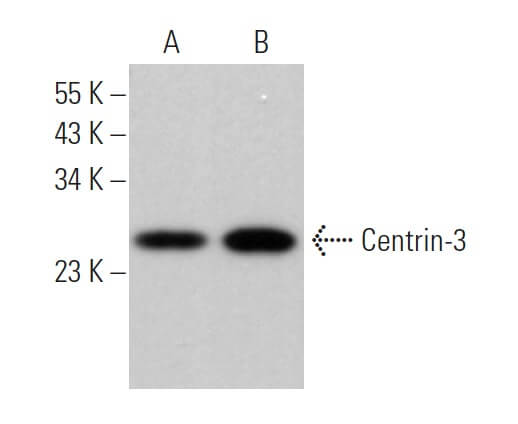 Centrin-3 Antibody (E-6) | SCBT - Santa Cruz Biotechnology