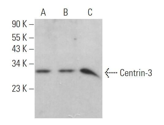 Centrin-3 Antibody (E-6) | SCBT - Santa Cruz Biotechnology