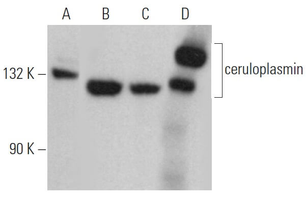 Anti-ceruloplasmin Antibody (H-3) | SCBT - Santa Cruz Biotechnology