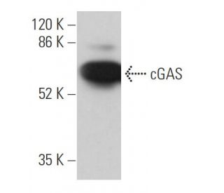 cGAS Antibody (D-9) - Western Blotting - Image 370144