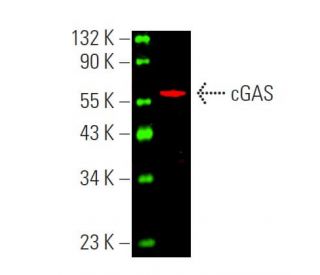 cGAS Antibody (D-9) - Western Blotting - Image 393164
