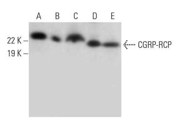 CGRP-RCP Antibody (D-1) | SCBT - Santa Cruz Biotechnology