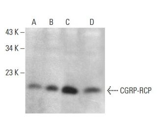 Anti-CGRP-RCP Antibody (D-1) | SCBT - Santa Cruz Biotechnology