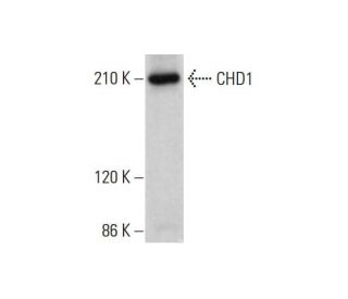 CHD1 Antibody (C-8) - Western Blotting - Image 382600