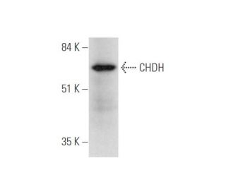 CHDH Antibody (A-7) | SCBT - Santa Cruz Biotechnology