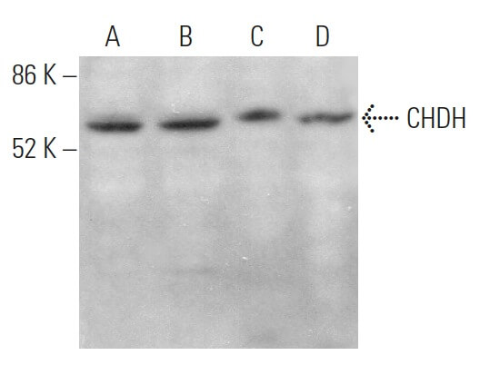 CHDH Antibody (A-7) | SCBT - Santa Cruz Biotechnology