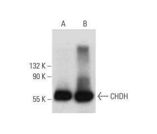 CHDH Antibody (C-5) - Western Blotting - Image 299065