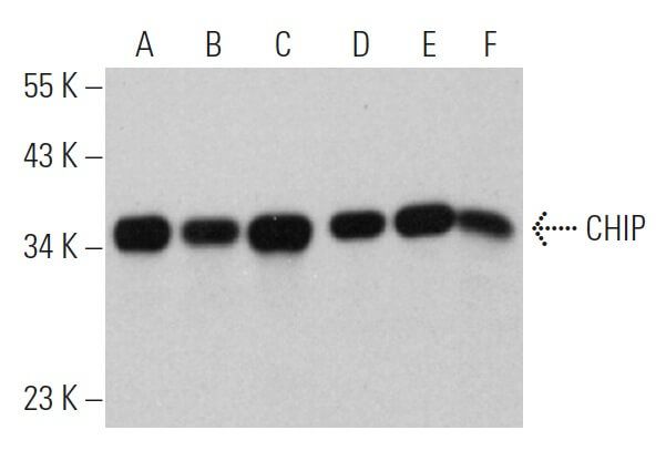 CHIP/STUB1 Antibody (C-10) | SCBT - Santa Cruz Biotechnology