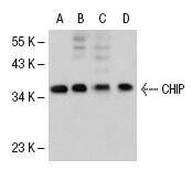 CHIP/STUB1 Antibody (G-2) | SCBT - Santa Cruz Biotechnology