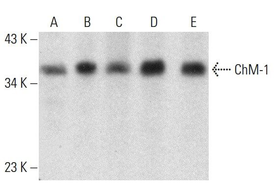ChM-1 Antibody (H-10) | SCBT - Santa Cruz Biotechnology