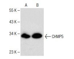 CHMP5 Antibody (F-7) | SCBT - Santa Cruz Biotechnology