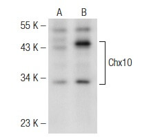 Anti-Chx10 Antibody (D-11) | SCBT - Santa Cruz Biotechnology