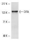 Anti-CIITA Antibody (7-1H) | SCBT - Santa Cruz Biotechnology