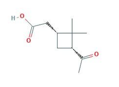 cis-Pinonic acid | CAS 61826-55-9 | SCBT - Santa Cruz Biotechnology
