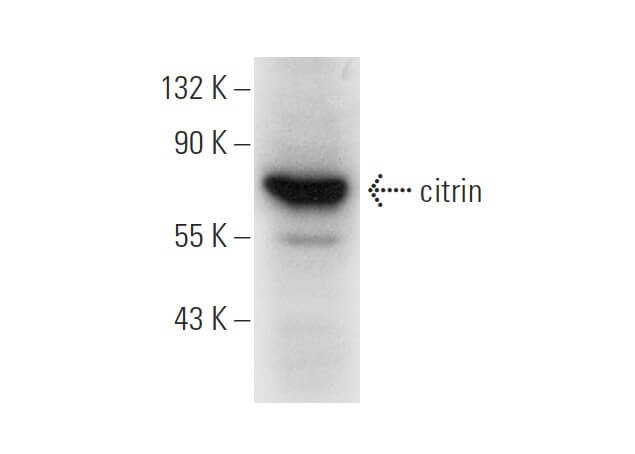 citrin Antibody (D-7) | SCBT - Santa Cruz Biotechnology