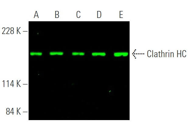 Anti-Clathrin Heavy Chain/CLTC Antibody (TD.1) | SCBT - Santa Cruz ...