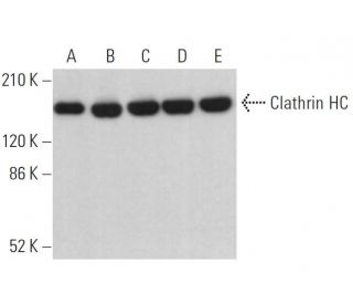 Clathrin HC Antibody (TD.1) - Western Blotting - Image 379351
