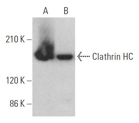 Anti-Clathrin Heavy Chain/CLTC Antibody (TD.1) | SCBT - Santa Cruz ...