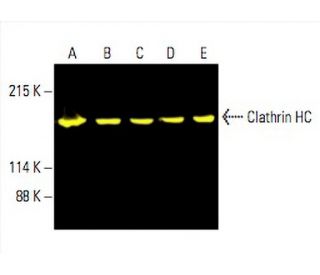 Clathrin HC Antibody (TD.1) - Western Blotting - Image 392379