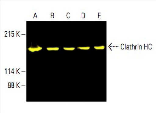 Anti-Clathrin Heavy Chain/CLTC Antibody (TD.1) | SCBT - Santa Cruz ...