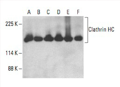 Anti-Clathrin Heavy Chain/CLTC Antibody (TD.1) | SCBT - Santa Cruz ...