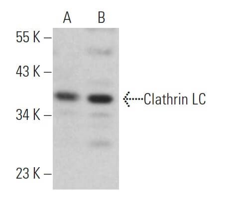 Clathrin Light Chain Antibody (CON.1) | SCBT - Santa Cruz Biotechnology
