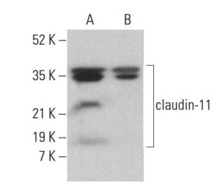 claudin-11 Antibody (D-8) - Western Blotting - Image 360280