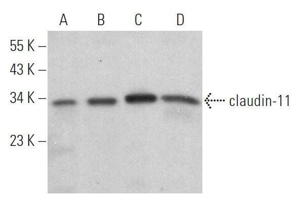claudin-11抗体 (D-8) | SCBT - Santa Cruz Biotechnology