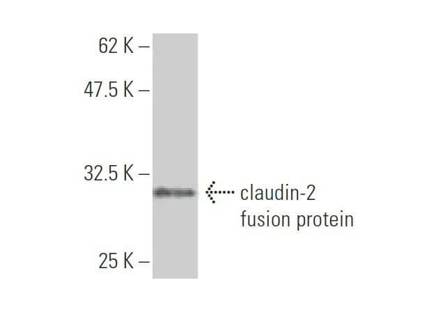 claudin-2 Antibody (3F1) | SCBT - Santa Cruz Biotechnology