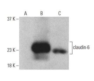 claudin-6 Antibody (A-4) - Western Blotting - Image 400021