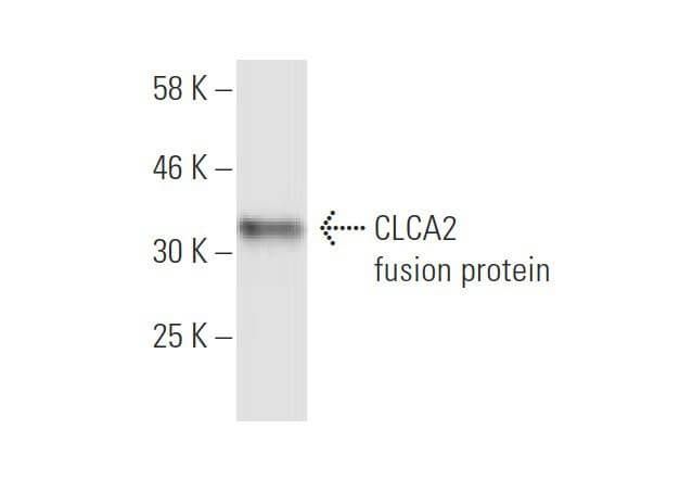 CLCA2抗体 (1D5) | SCBT - Santa Cruz Biotechnology