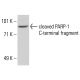 cleaved PARP1抗体 (194C1439) | SCBT - Santa Cruz Biotechnology
