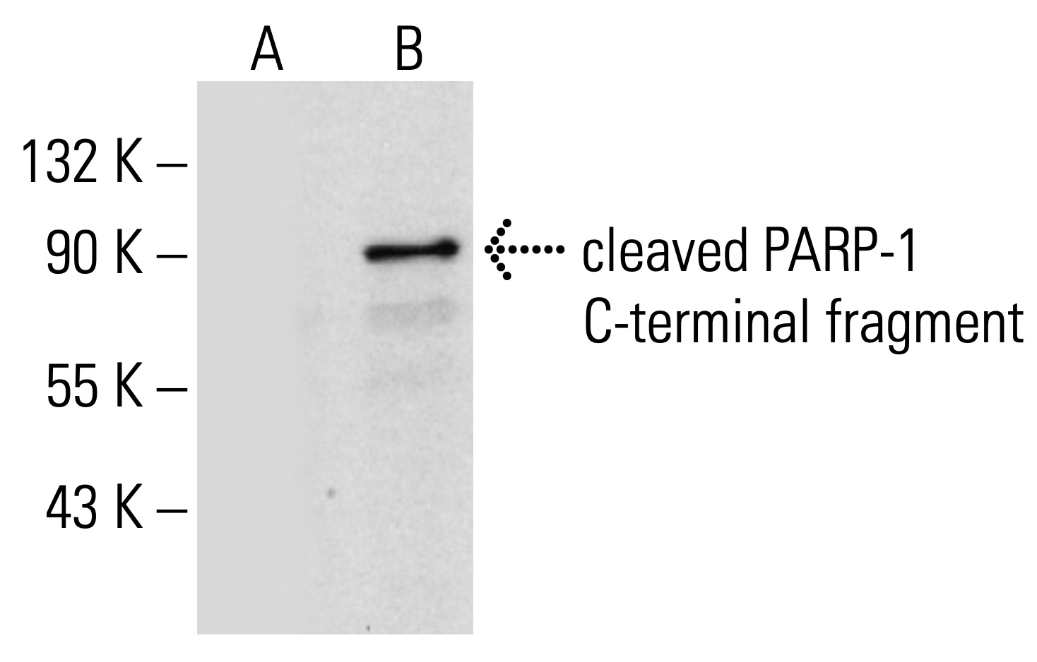 Anti-cleaved PARP-1 Antibody (194C1439) | SCBT - Santa Cruz Biotechnology
