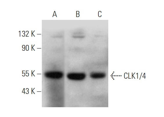 Anti-CLK1/4 Antibody (A-4) | SCBT - Santa Cruz Biotechnology