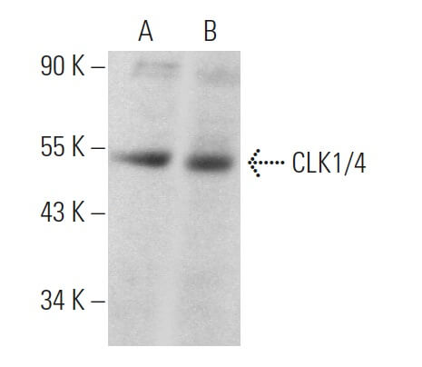 Anti-CLK1/4 Antibody (A-4) | SCBT - Santa Cruz Biotechnology