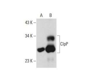 ClpP Antibody (B-12) - Western Blotting - Image 131289