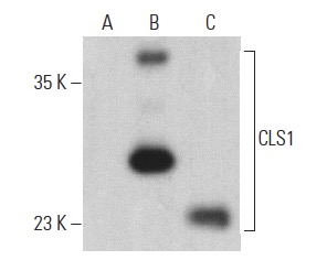 CLS1 Antibody (E-8) | SCBT - Santa Cruz Biotechnology