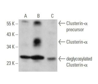 Clusterin-α抗体 (A-11) | SCBT - Santa Cruz Biotechnology
